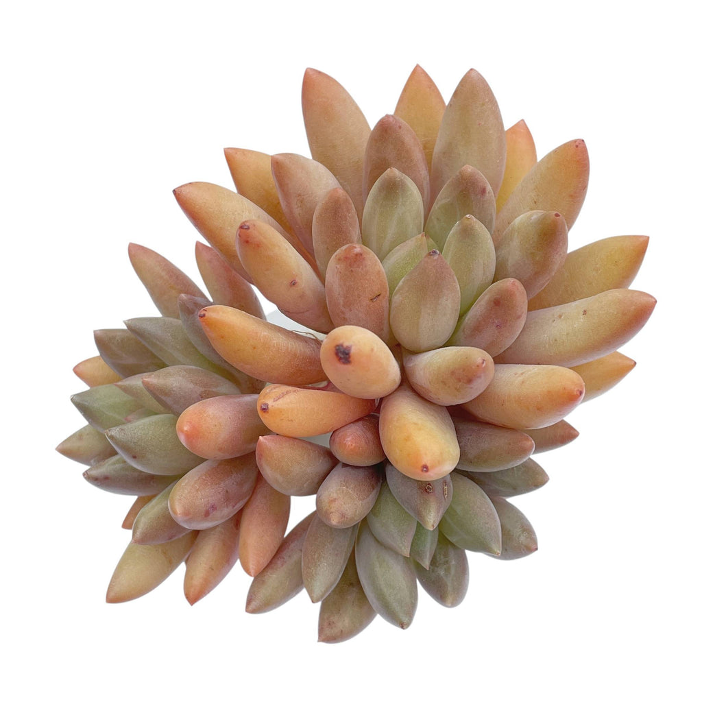 Pachyphytum Angel Fingers, Triple – Cedar Creek Farmhouse