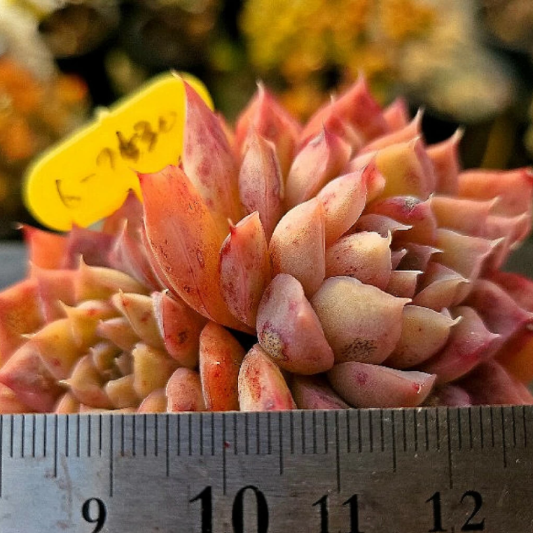 Echeveria Spicy Lara – Cedar Creek Farmhouse