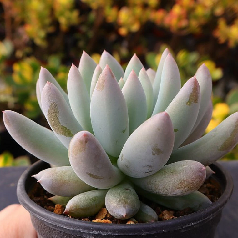 Pachyphytum Angel Fingers White – Cedar Creek Farmhouse