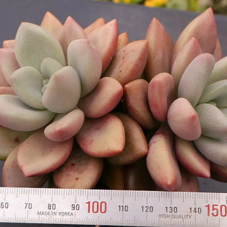 Echeveria Ruby Donna – Cedar Creek Farmhouse
