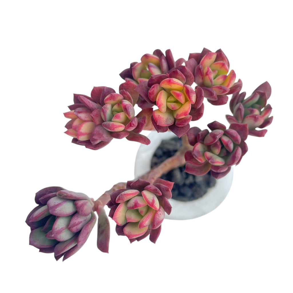 Echeveria Mini Belle, Variegata – Cedar Creek Farmhouse