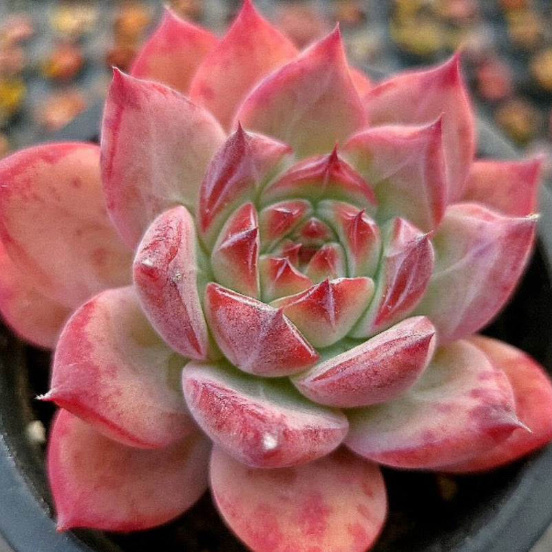 Echeveria Ratam Hybrid – Cedar Creek Farmhouse