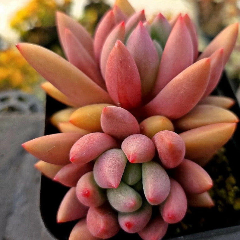 Echeveria Ruby Donna – Cedar Creek Farmhouse