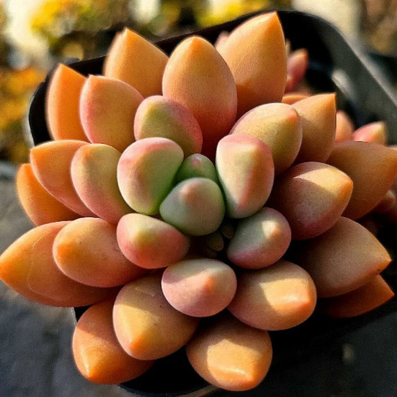 Echeveria Ruby Donna (Possible Hybrid) – Cedar Creek Farmhouse
