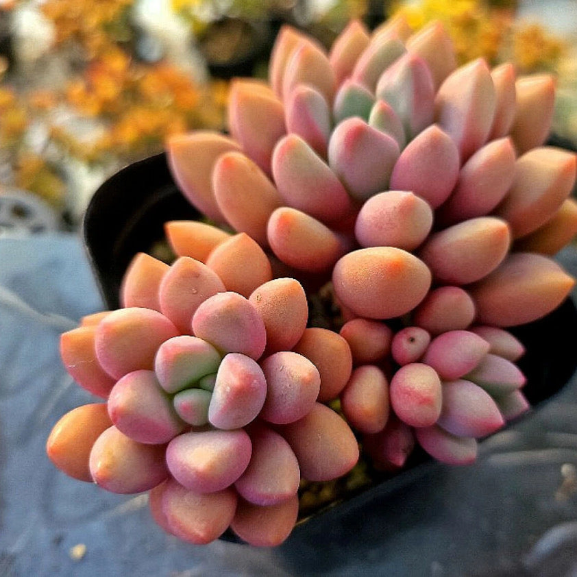 Echeveria Ruby Donna (Possible Hybrid) – Cedar Creek Farmhouse
