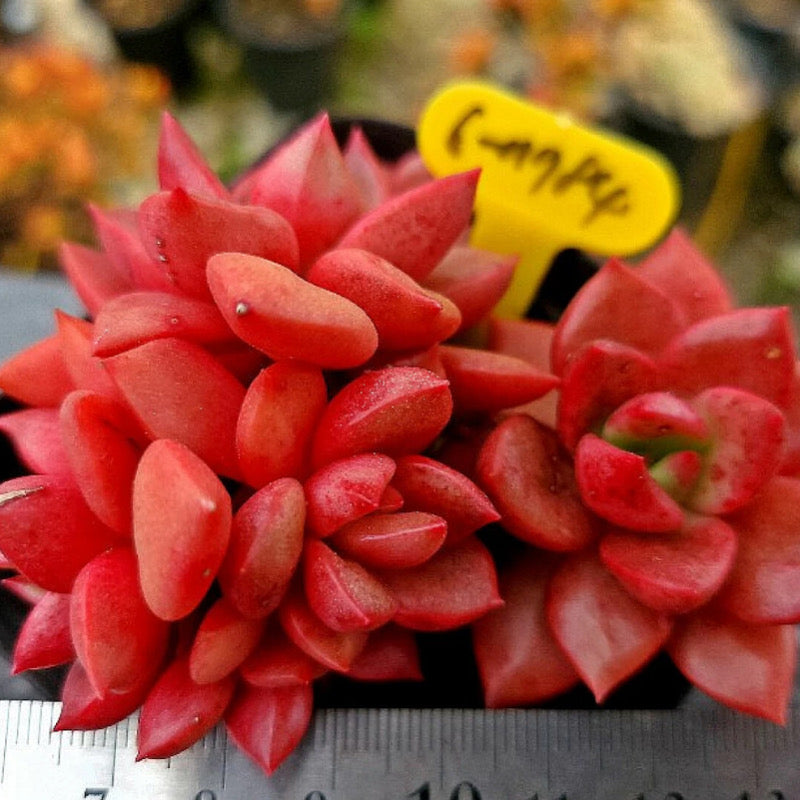Echeveria Chapote – Cedar Creek Farmhouse