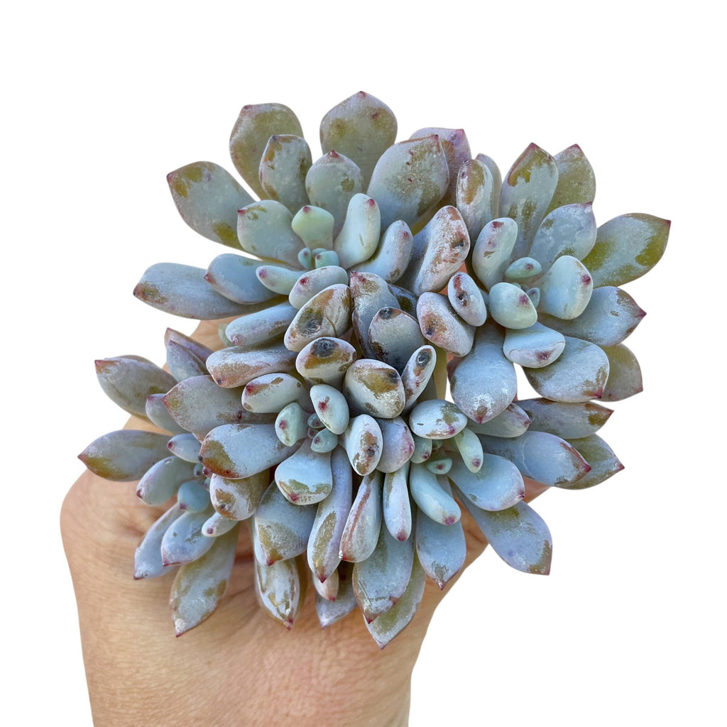 SALE! Graptoveria Snowberry – Cedar Creek Farmhouse