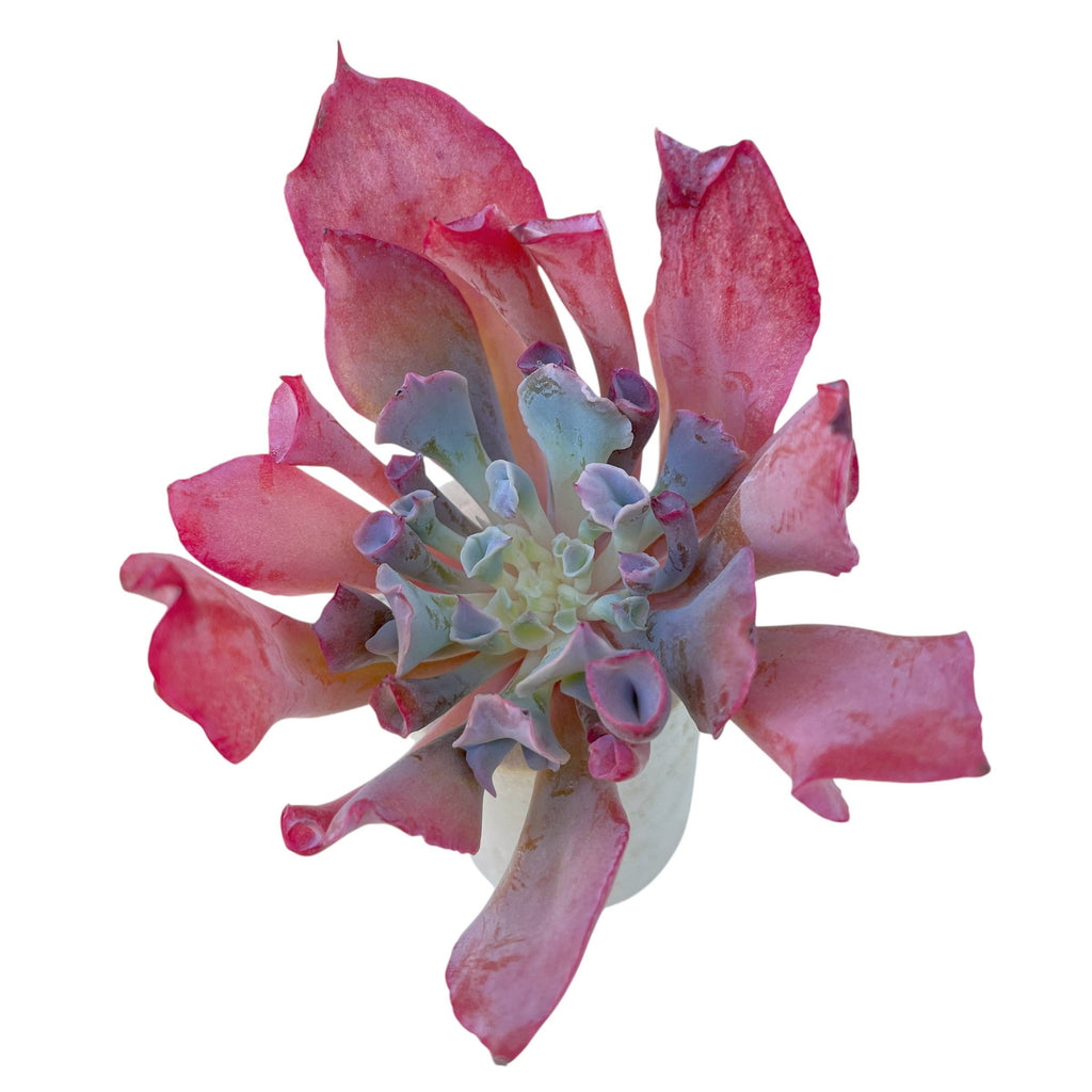 Echeveria Trumpet Pinky – Cedar Creek Farmhouse