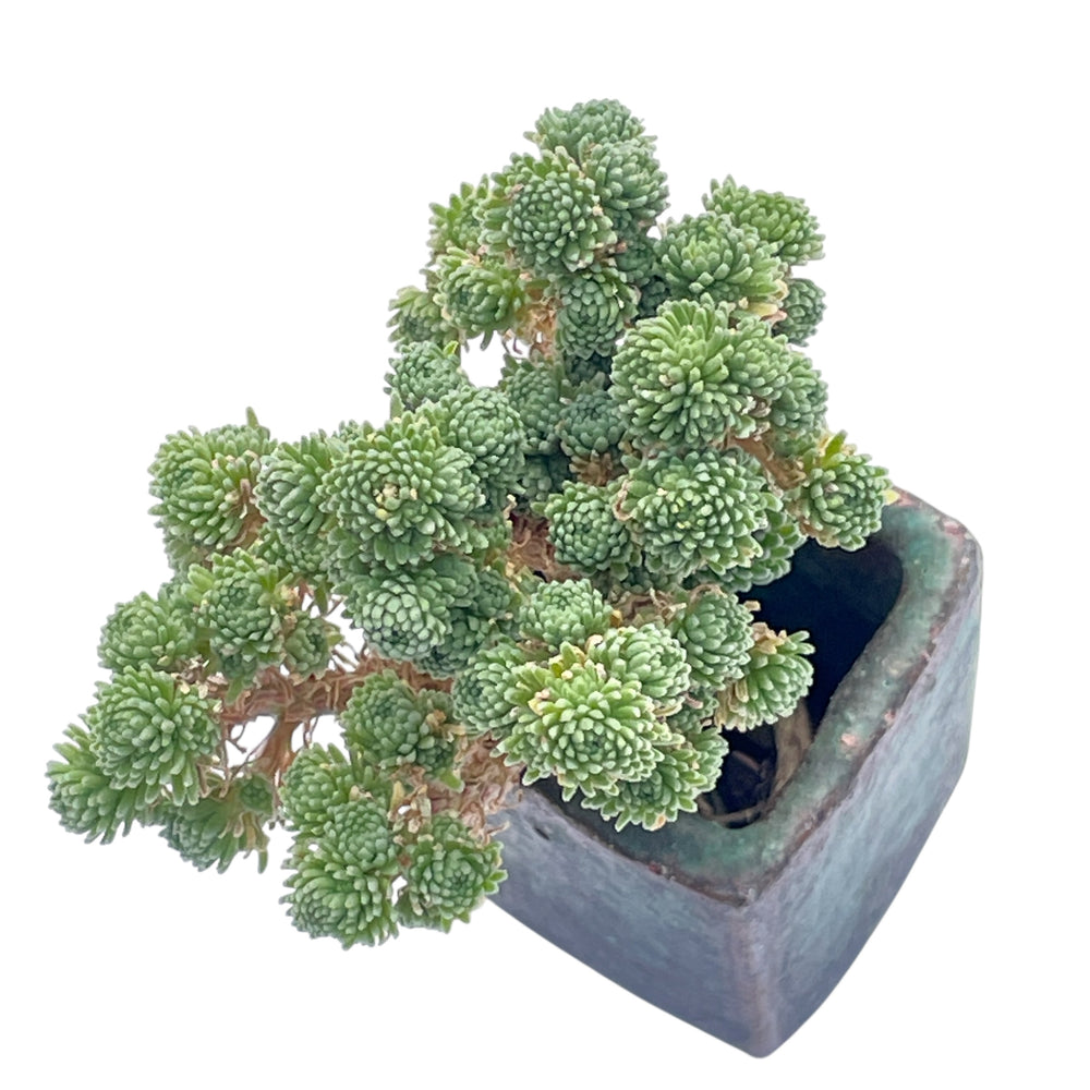 Sedum Multiceps – Cedar Creek Farmhouse