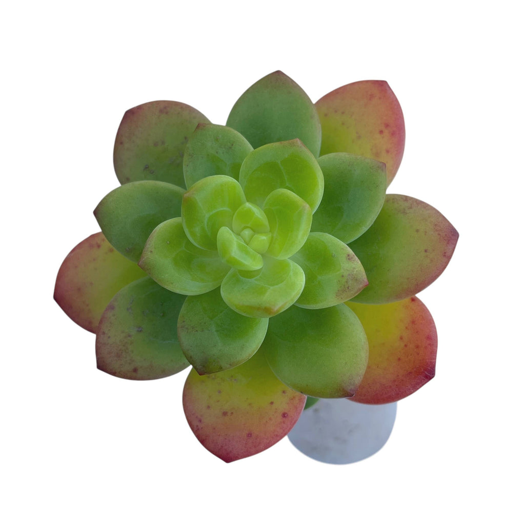 Echeveria Peridot, With Lots of Pups – Cedar Creek Farmhouse