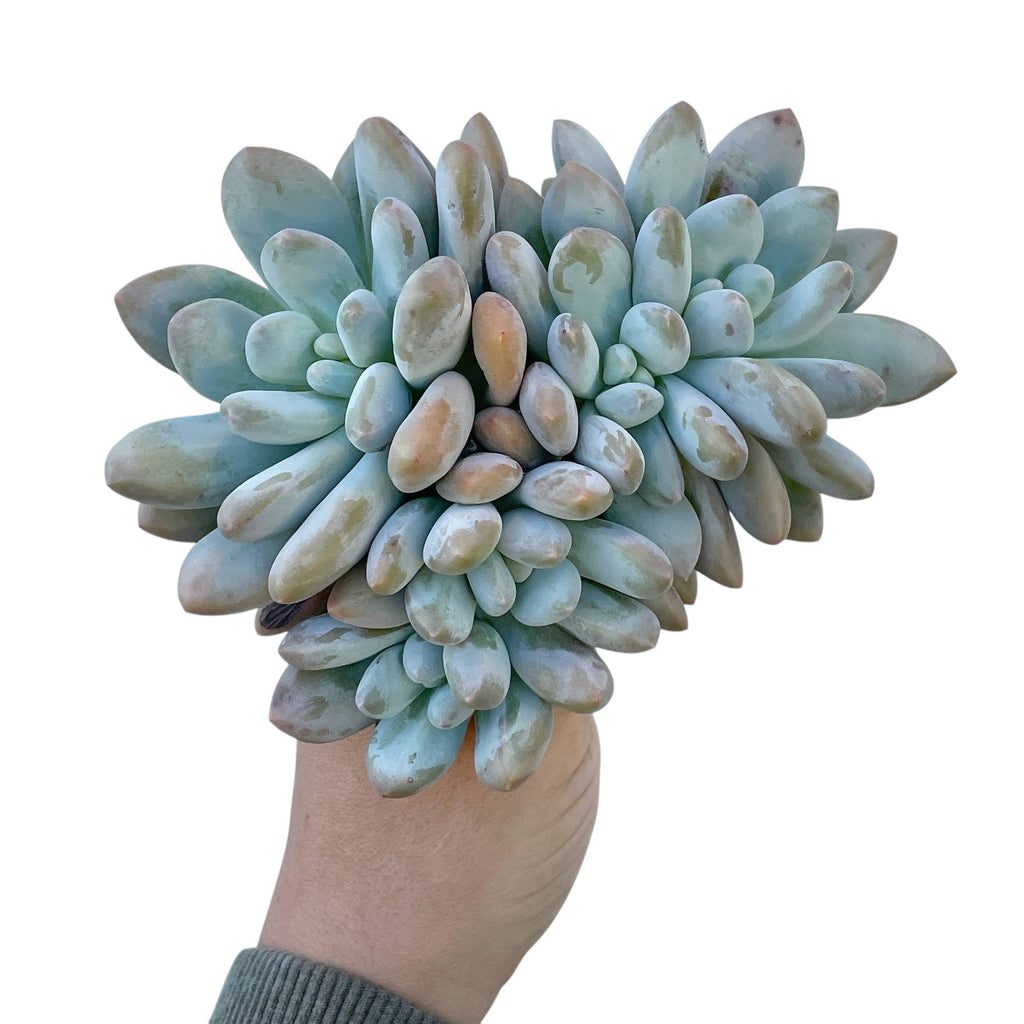Pachyphytum Frevel, Large Cluster – Cedar Creek Farmhouse