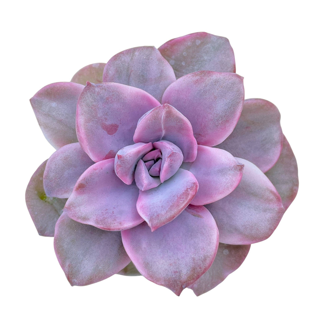 Graptoveria Gypsy – Cedar Creek Farmhouse