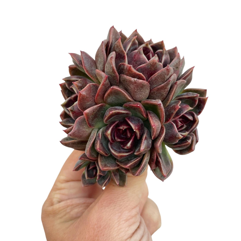 Echeveria Black Rose Hybrid, Cluster – Cedar Creek Farmhouse
