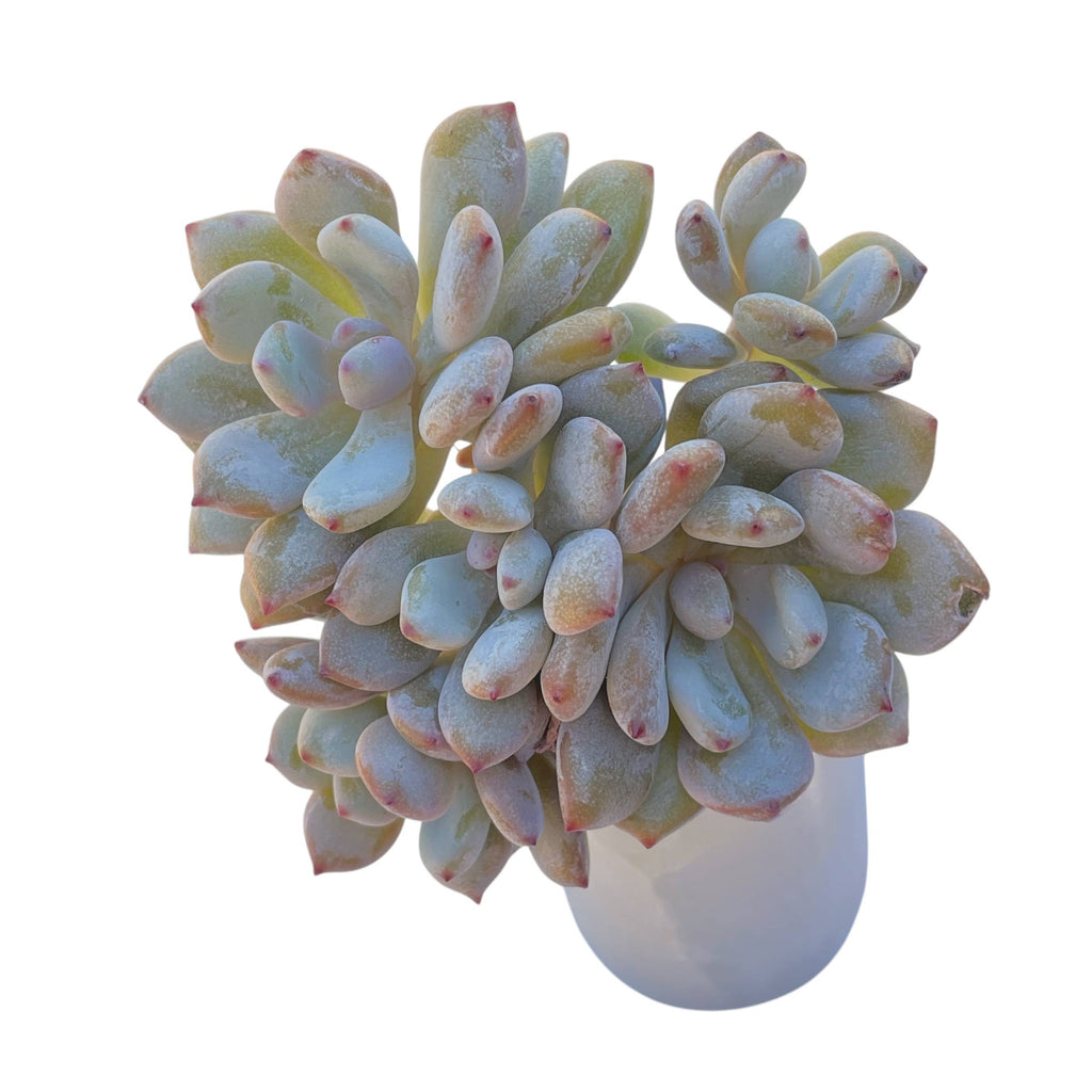 SALE! Graptoveria Snowberry – Cedar Creek Farmhouse