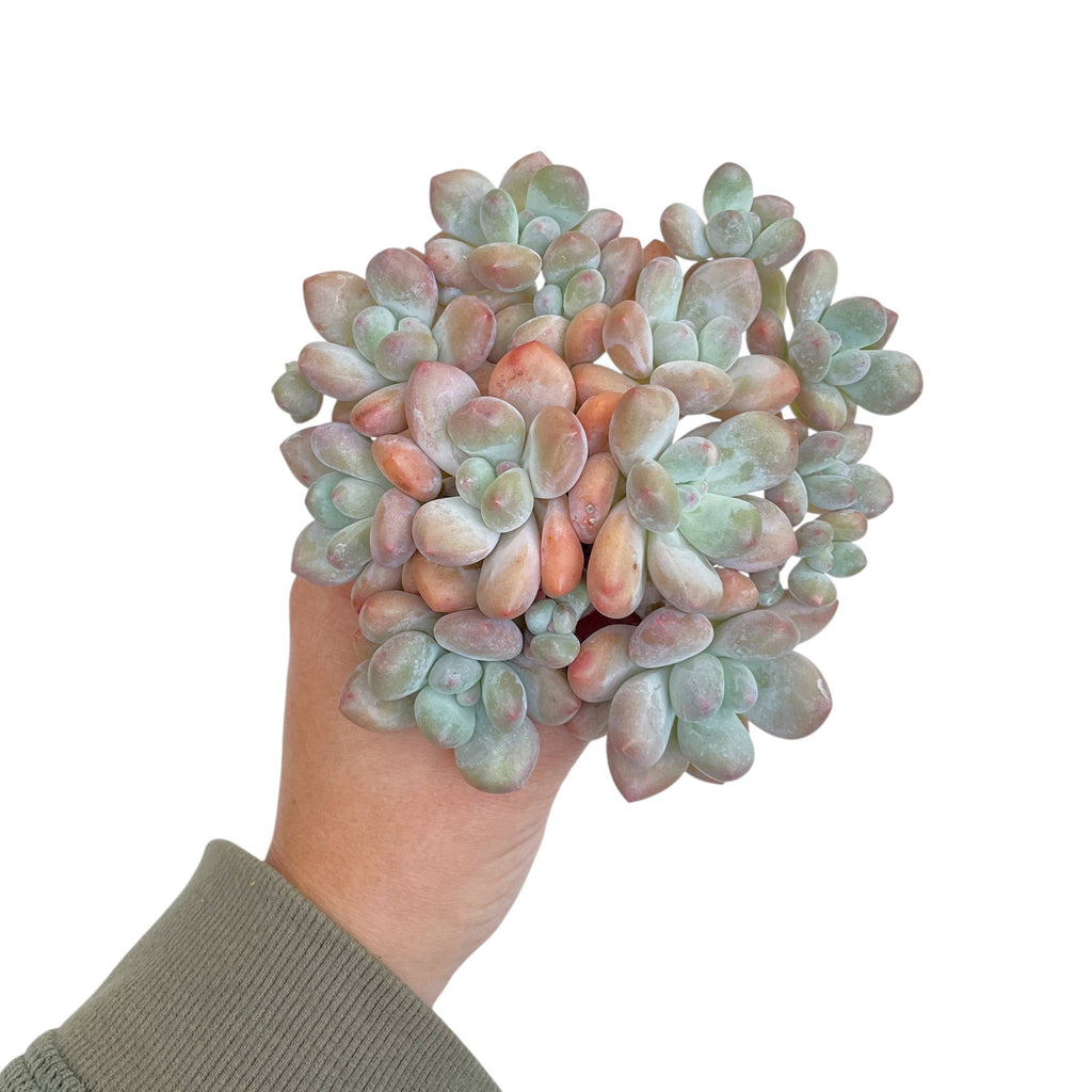 Pachyphytum cv Frevel, Large Cluster – Cedar Creek Farmhouse