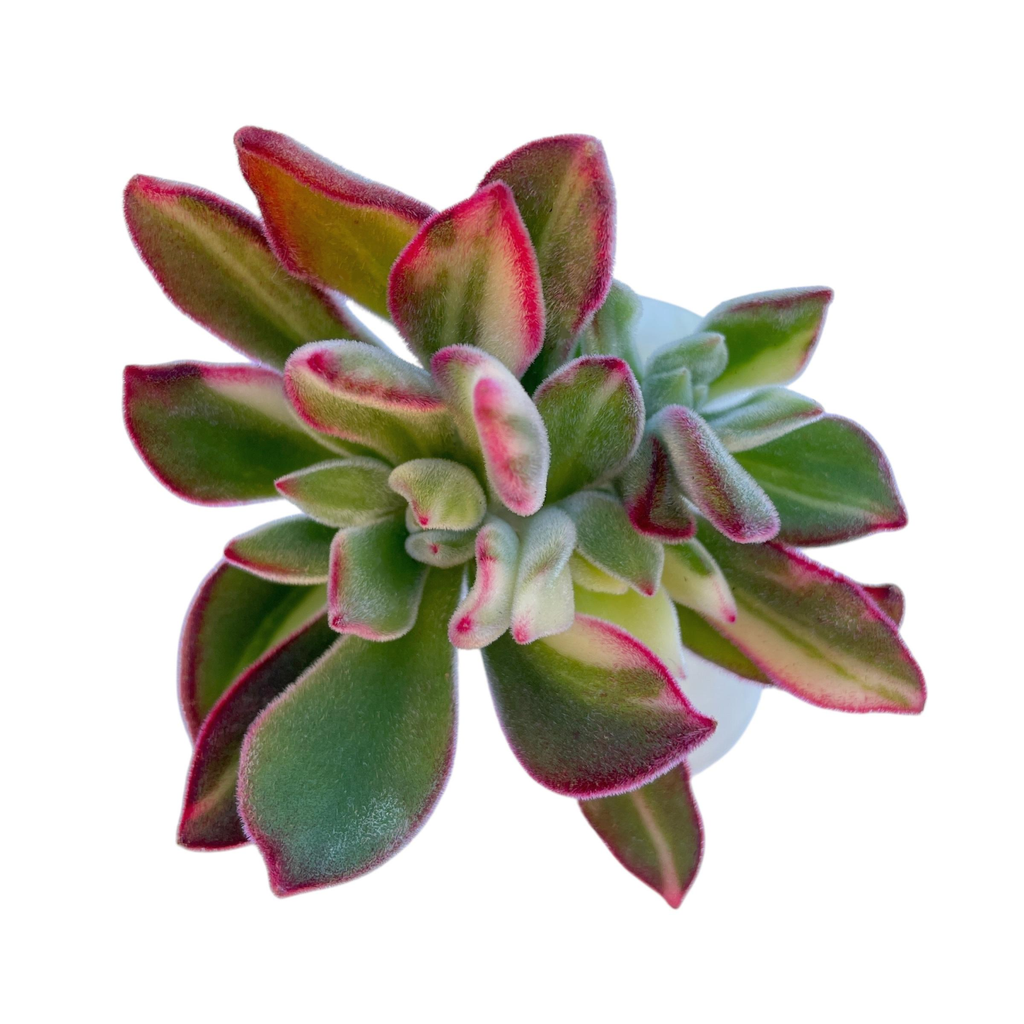 Echeveria Puli-oliver Variegata – Cedar Creek Farmhouse