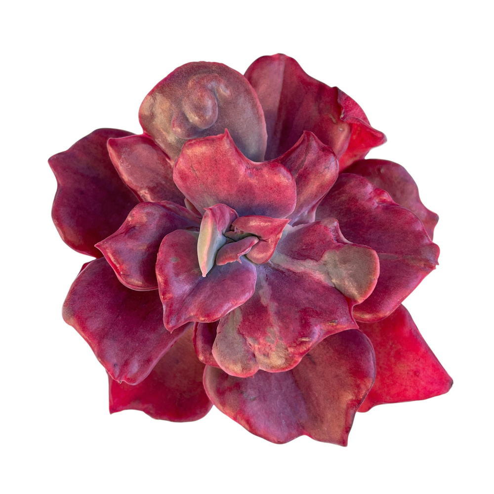 Echeveria Diamond State, Variegata – Cedar Creek Farmhouse