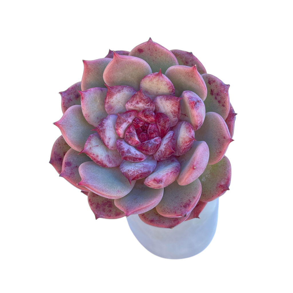 Echeveria Cherry Shadow – Cedar Creek Farmhouse
