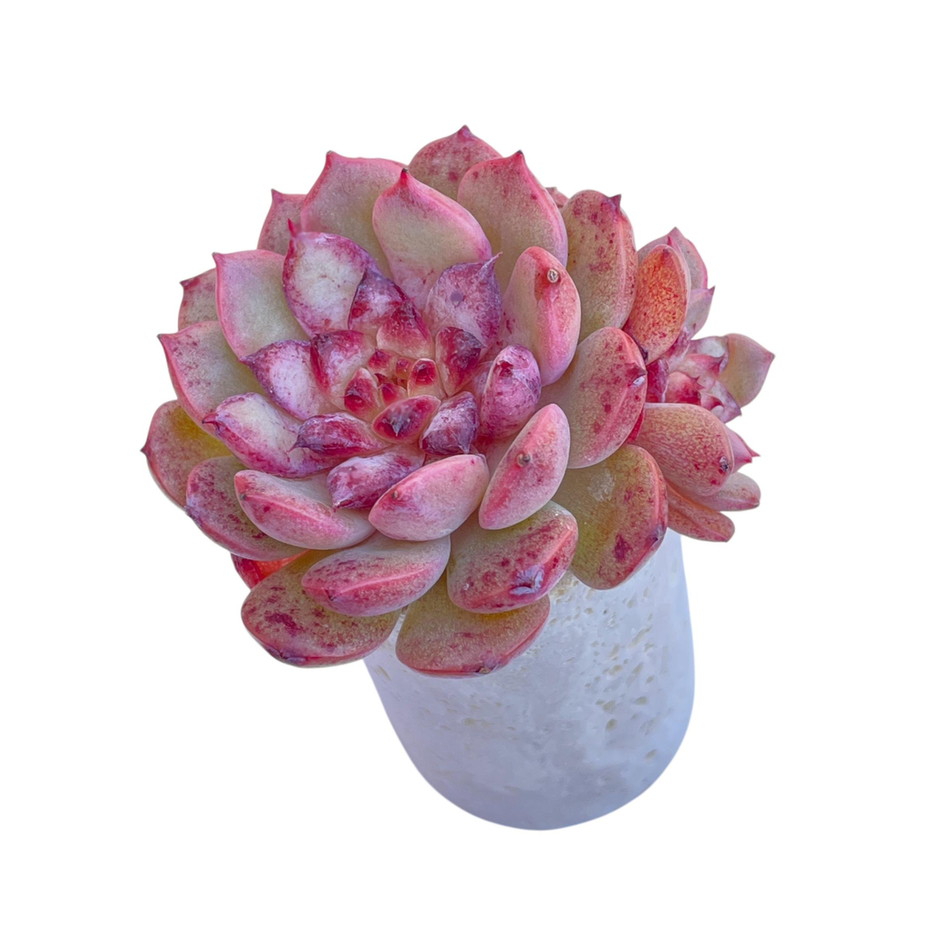 Echeveria Cherry Shadow – Cedar Creek Farmhouse