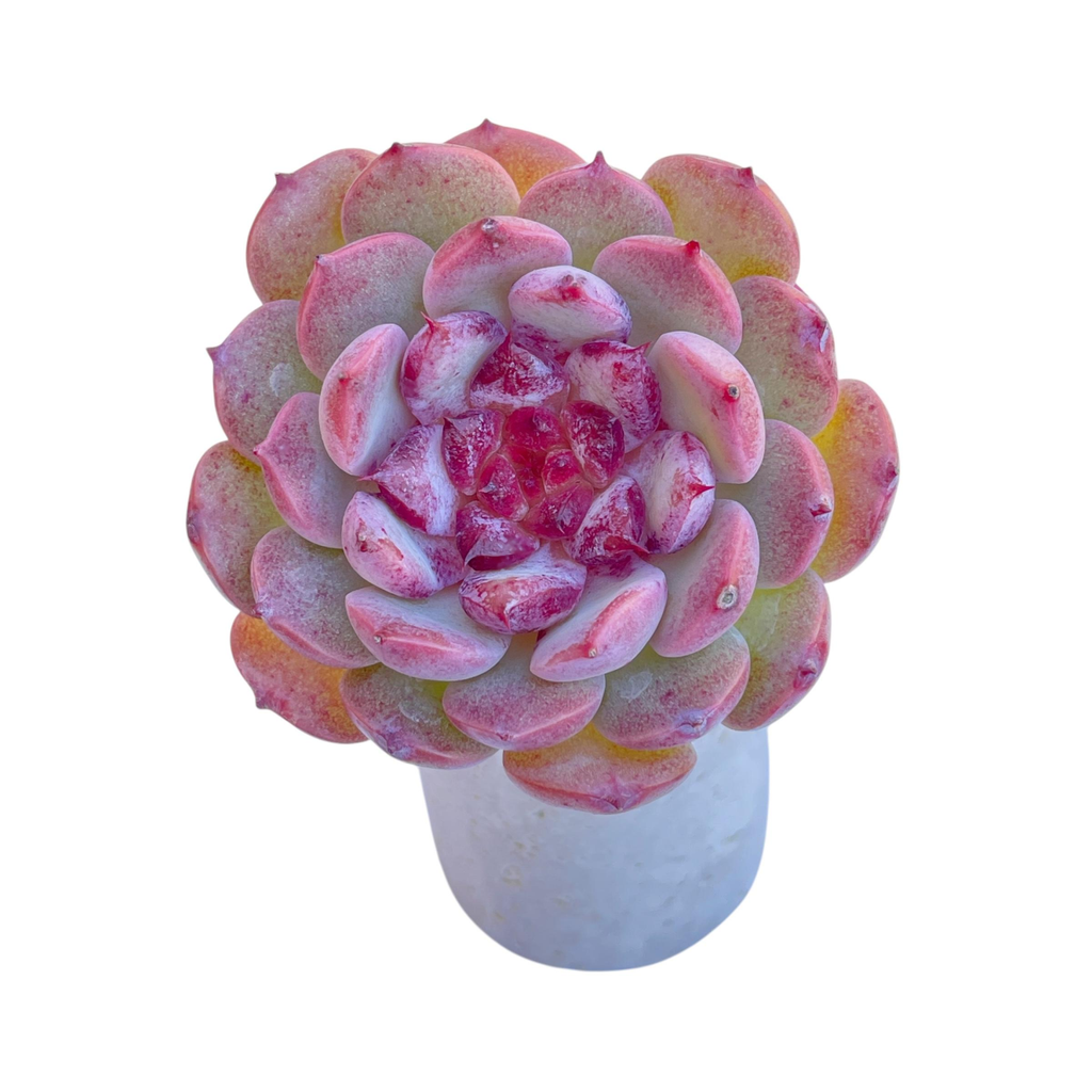 Echeveria Cherry Shadow, (Not Perfect) – Cedar Creek Farmhouse