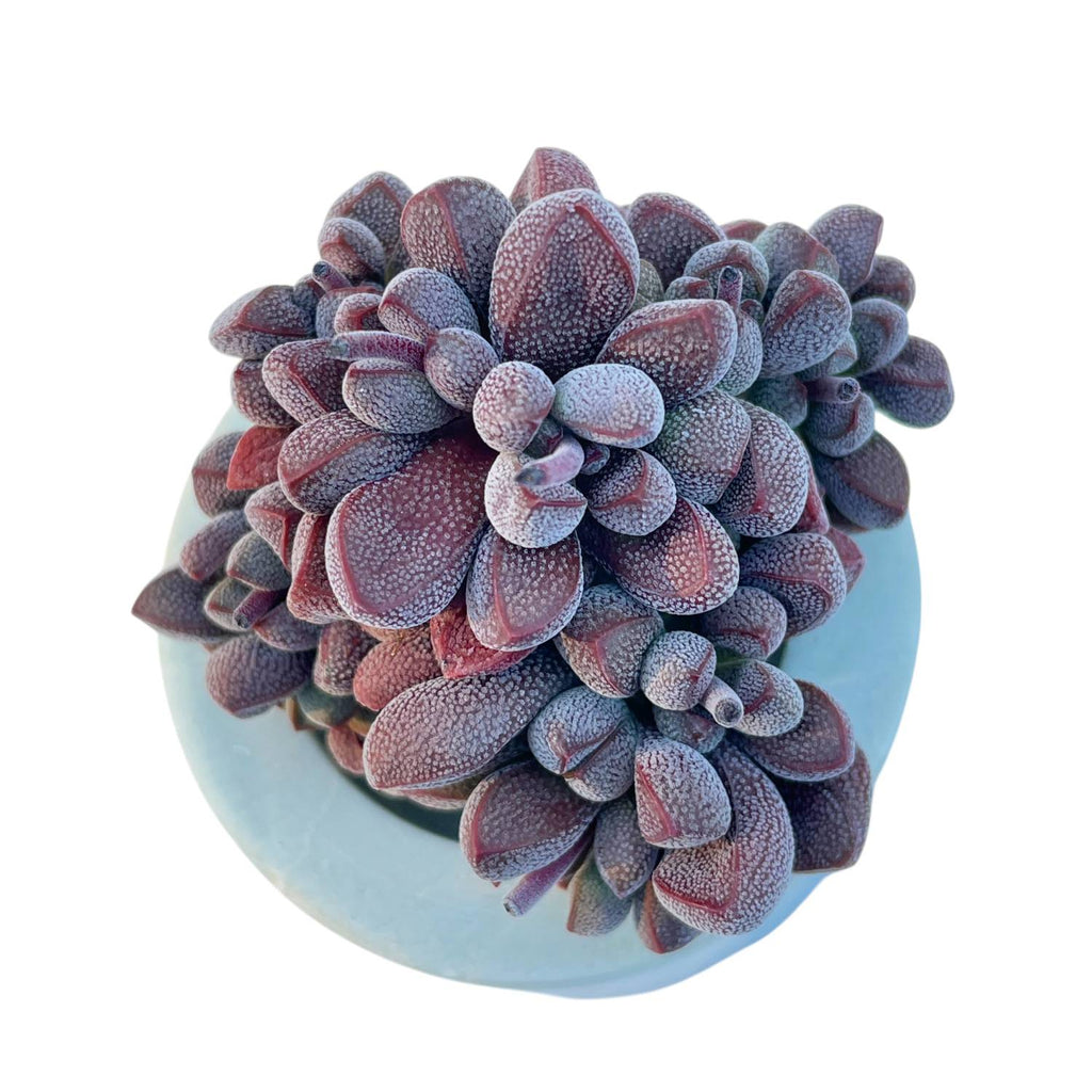 Crassula Fragarioides Cluster – Cedar Creek Farmhouse