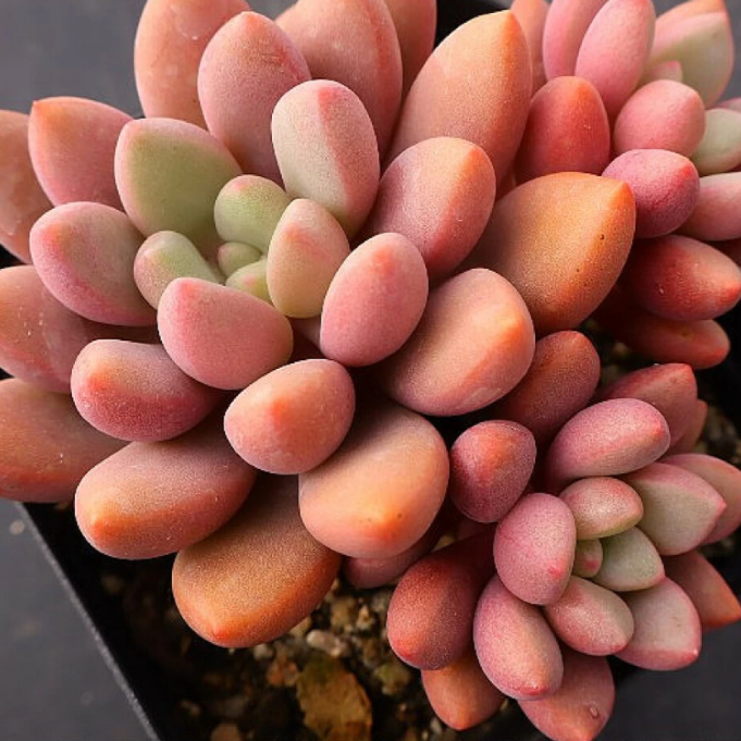 Echeveria Ruby Donna (Possible Hybrid) – Cedar Creek Farmhouse