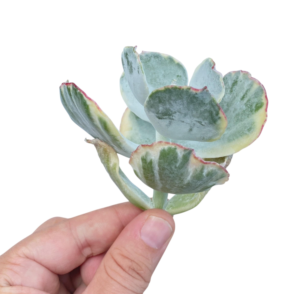Cotyledon Undulata, Variegata – Cedar Creek Farmhouse