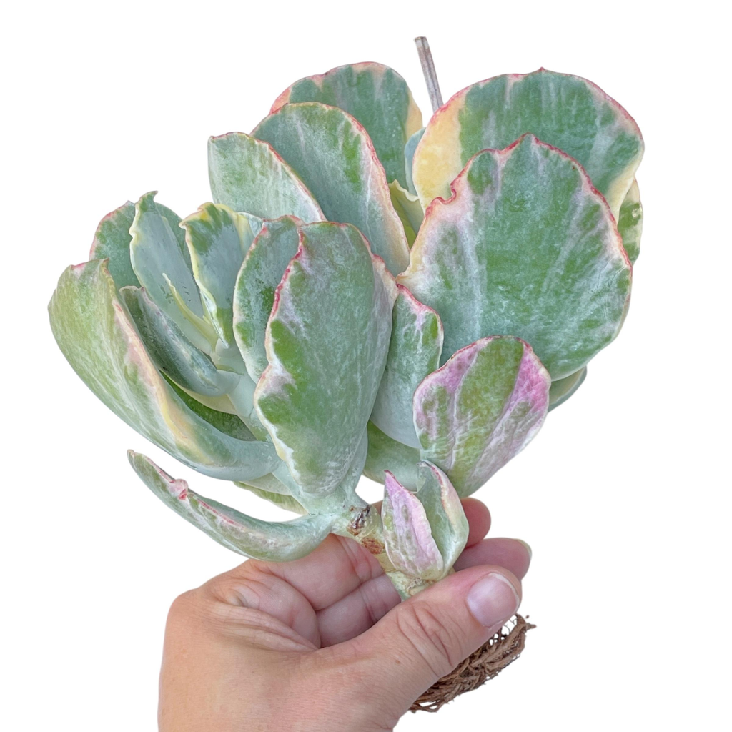 Cotyledon Undulata f. Variegata (Massive Specimen) – Cedar Creek Farmhouse