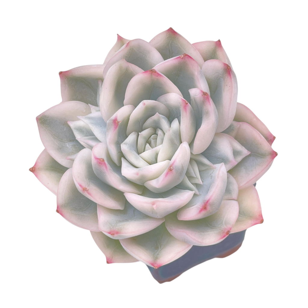 SALE! Echeveria Pink Erica, Variegata – Cedar Creek Farmhouse