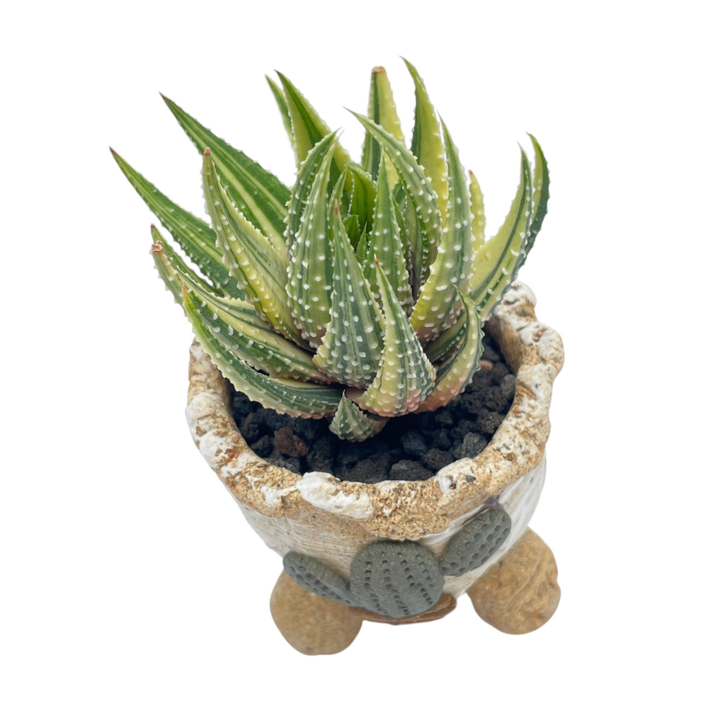 Mini Jurian Handmade Pot + Haworthia Fasciata, Variegata – Cedar Creek ...