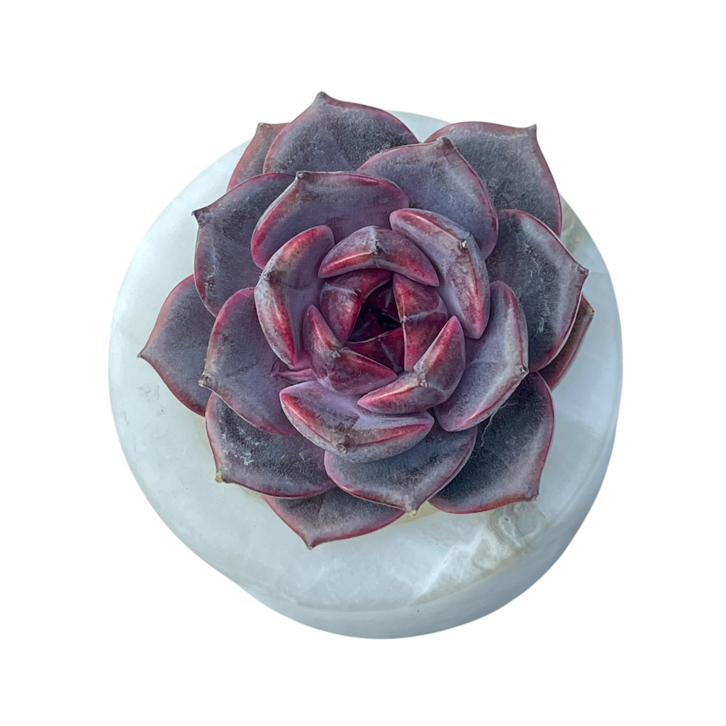 Echeveria Greslin – Cedar Creek Farmhouse