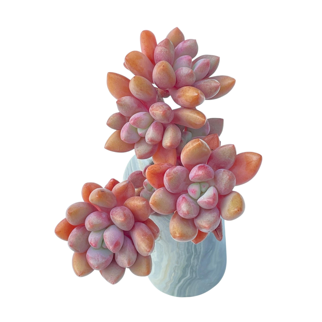 Echeveria Ruby Donna, Small Cluster (Possible Hybrid) – Cedar Creek ...