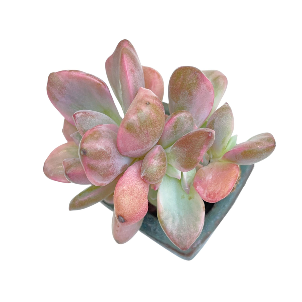 Graptoveria Gypsy, Variegata – Cedar Creek Farmhouse