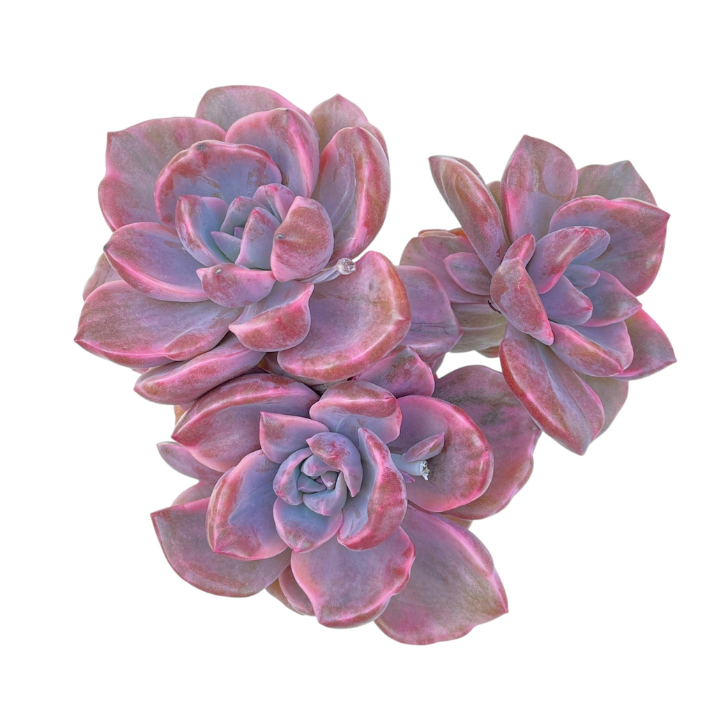 Graptoveria Gypsy – Cedar Creek Farmhouse