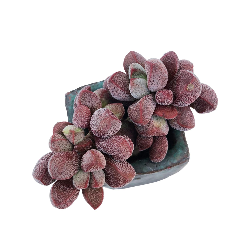 Crassula Fragarioides, Cluster (Small Blemish) – Cedar Creek Farmhouse