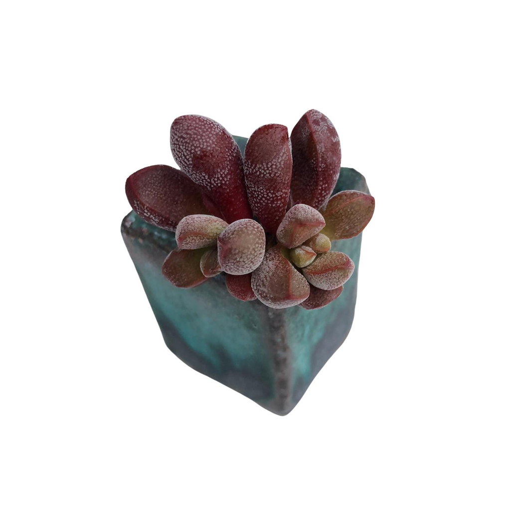 SPECIAL! JUST CART! Crassula Fragarioides, (Small Double Stem) – Cedar ...