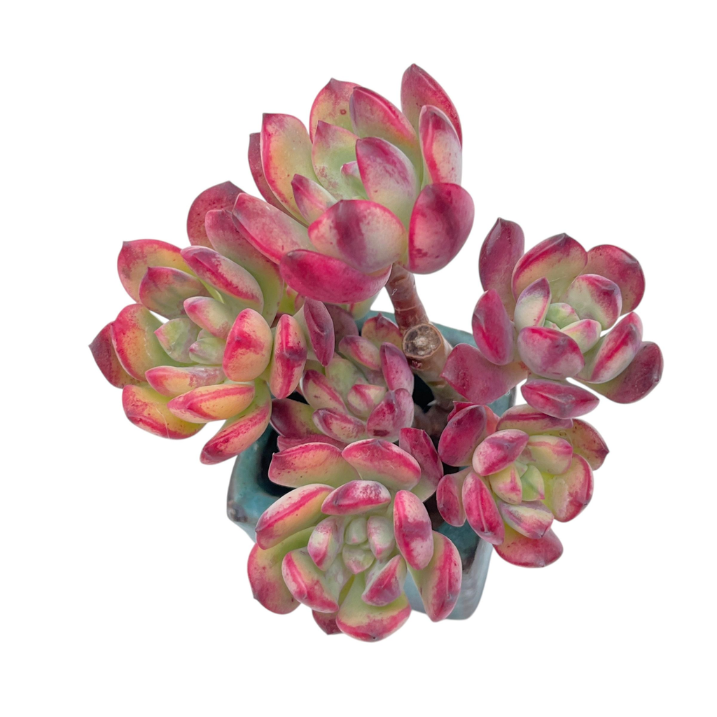 LAST CHANCE! Echeveria Mini Belle, Variegata – Cedar Creek Farmhouse