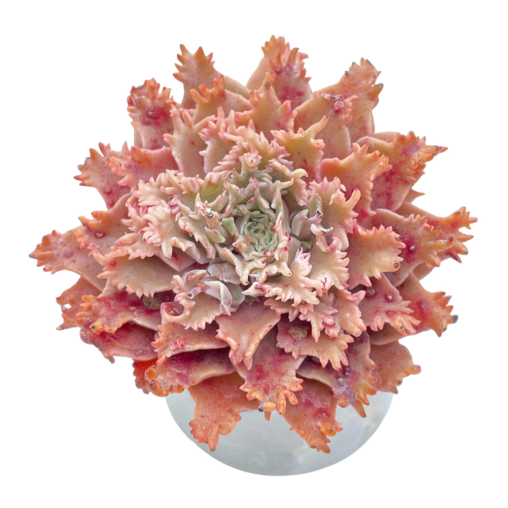 Graptoveria Starfire – Cedar Creek Farmhouse