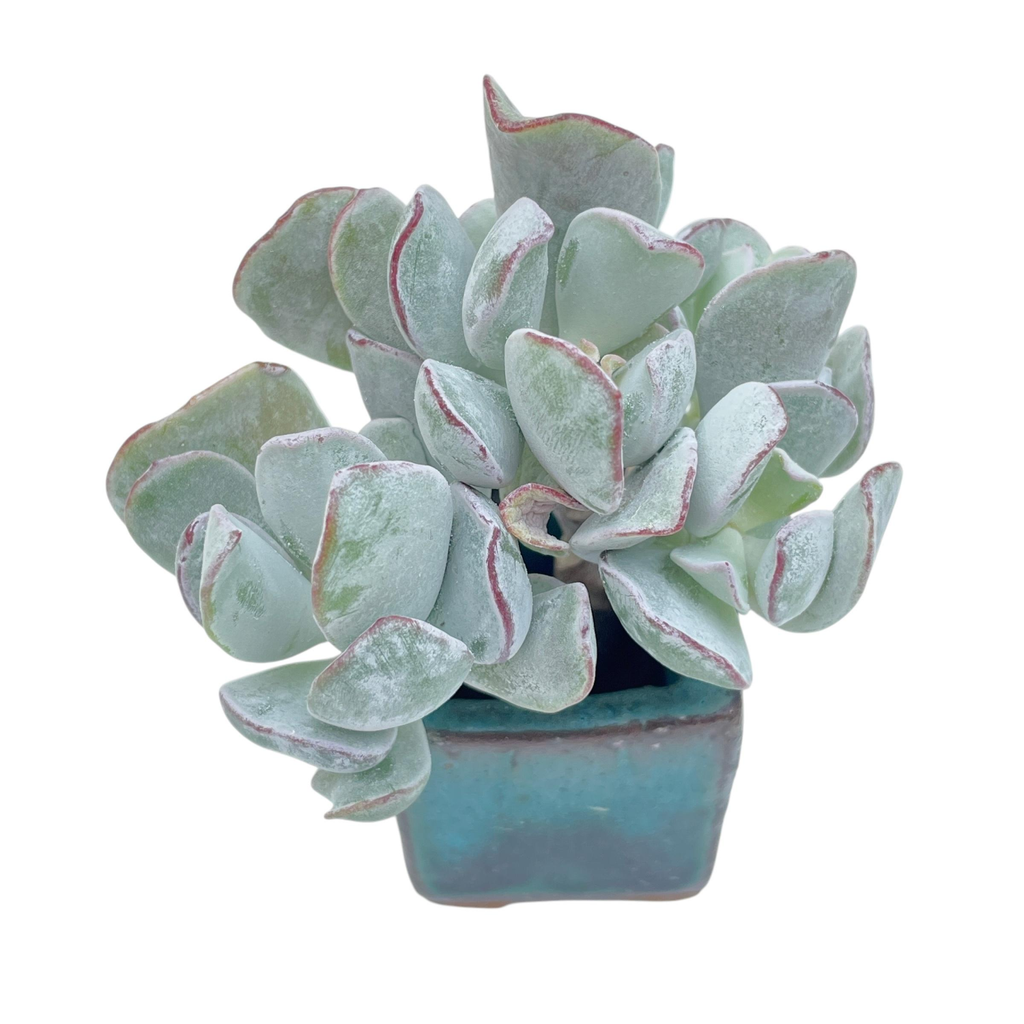 LAST CHANCE! Cotyledon White Angel, Cluster – Cedar Creek Farmhouse