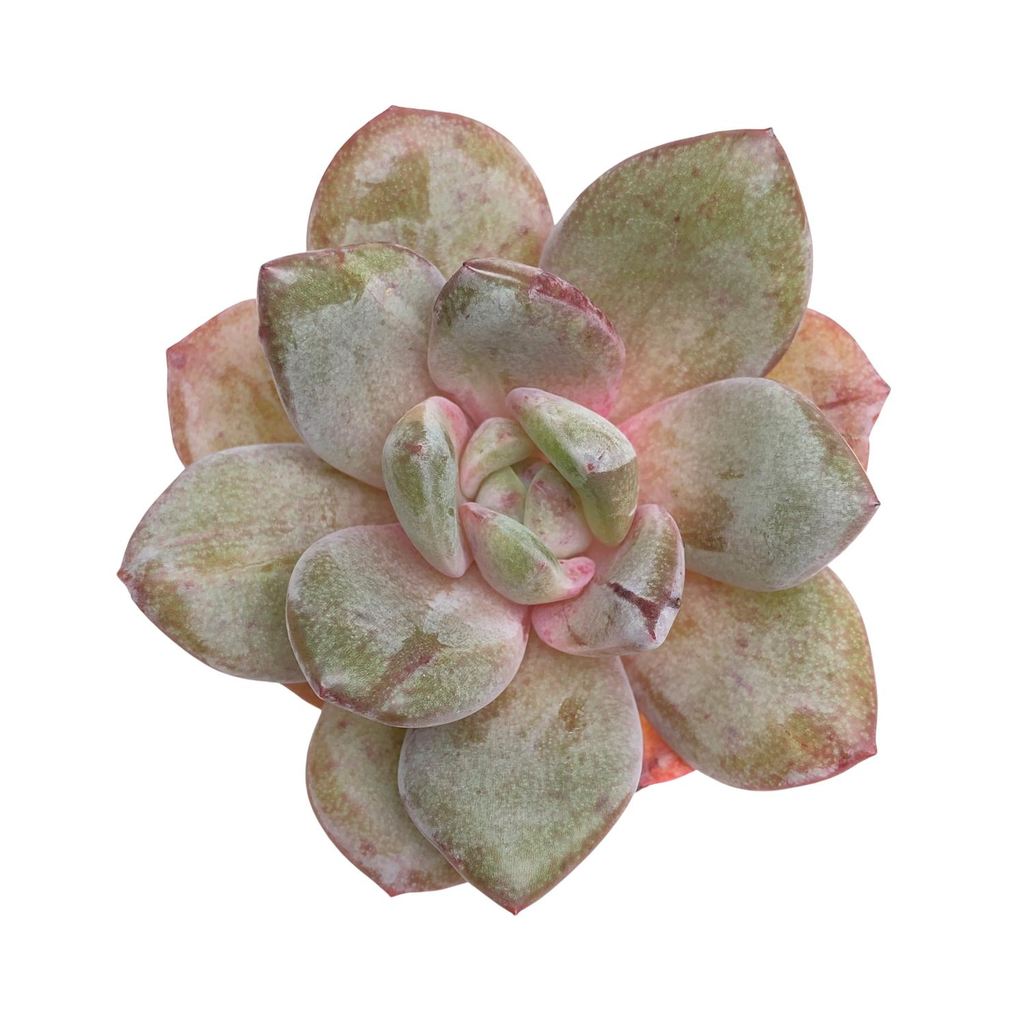 SALE! Echeveria German Champagne – Cedar Creek Farmhouse