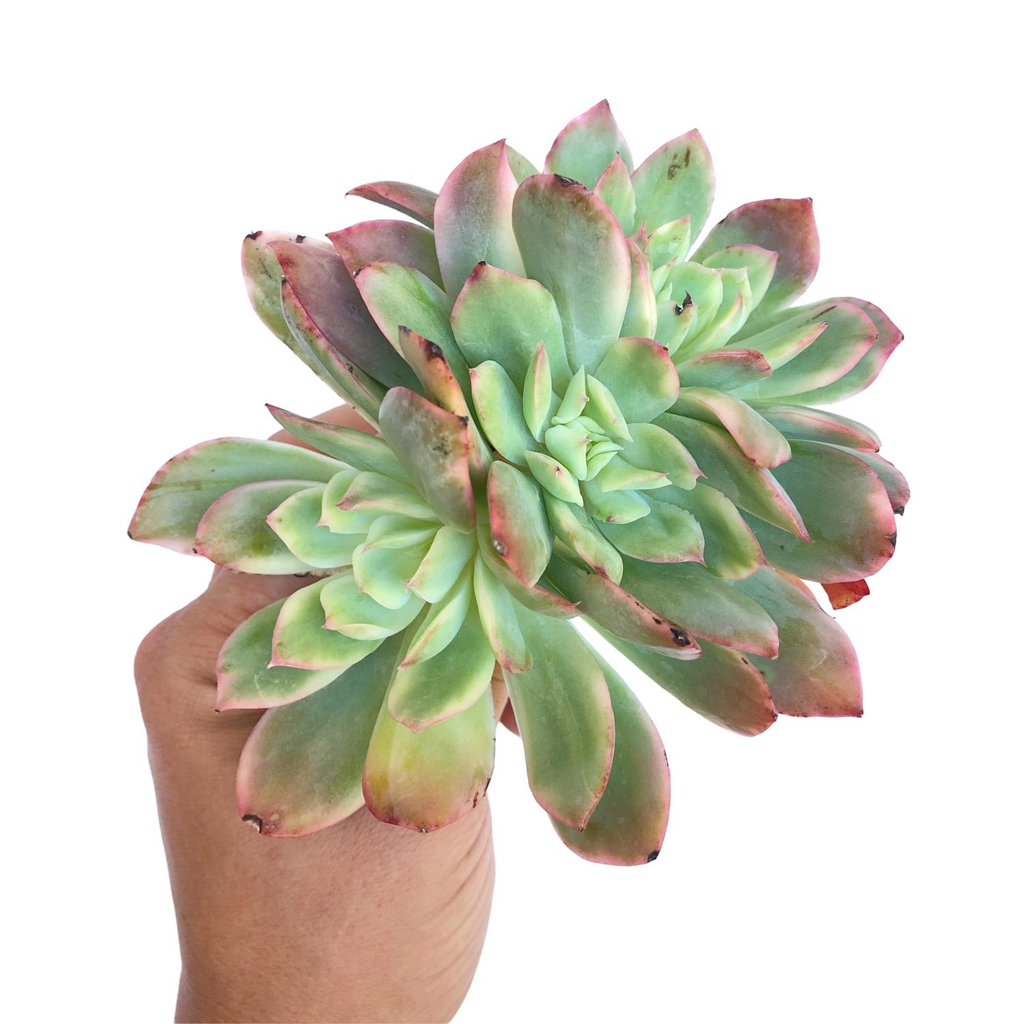 SALE! Echeveria Luella, Variegata – Cedar Creek Farmhouse