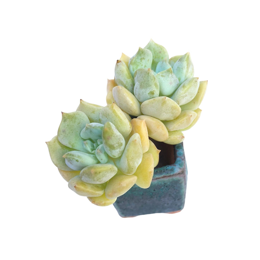 SALE! Echeveria Cream Puff – Cedar Creek Farmhouse