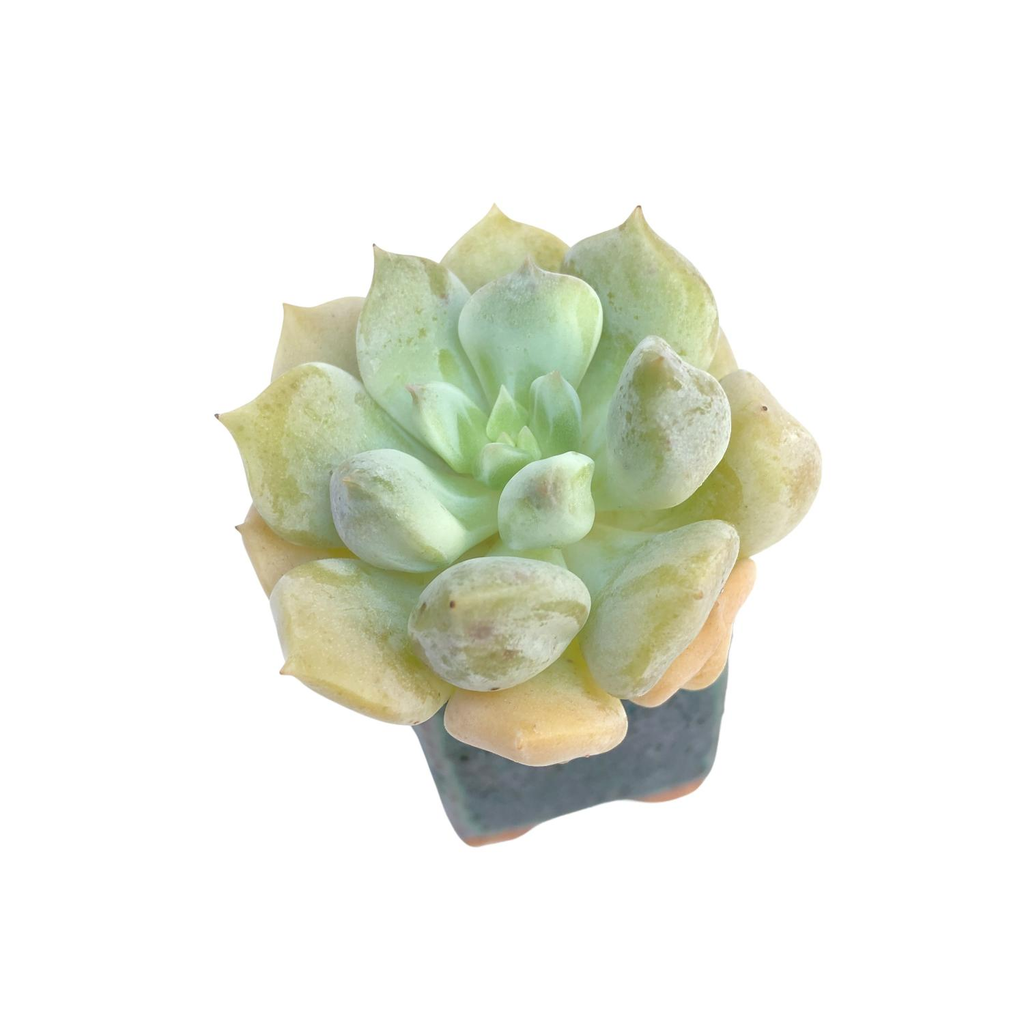 SALE! Echeveria Cream Puff – Cedar Creek Farmhouse
