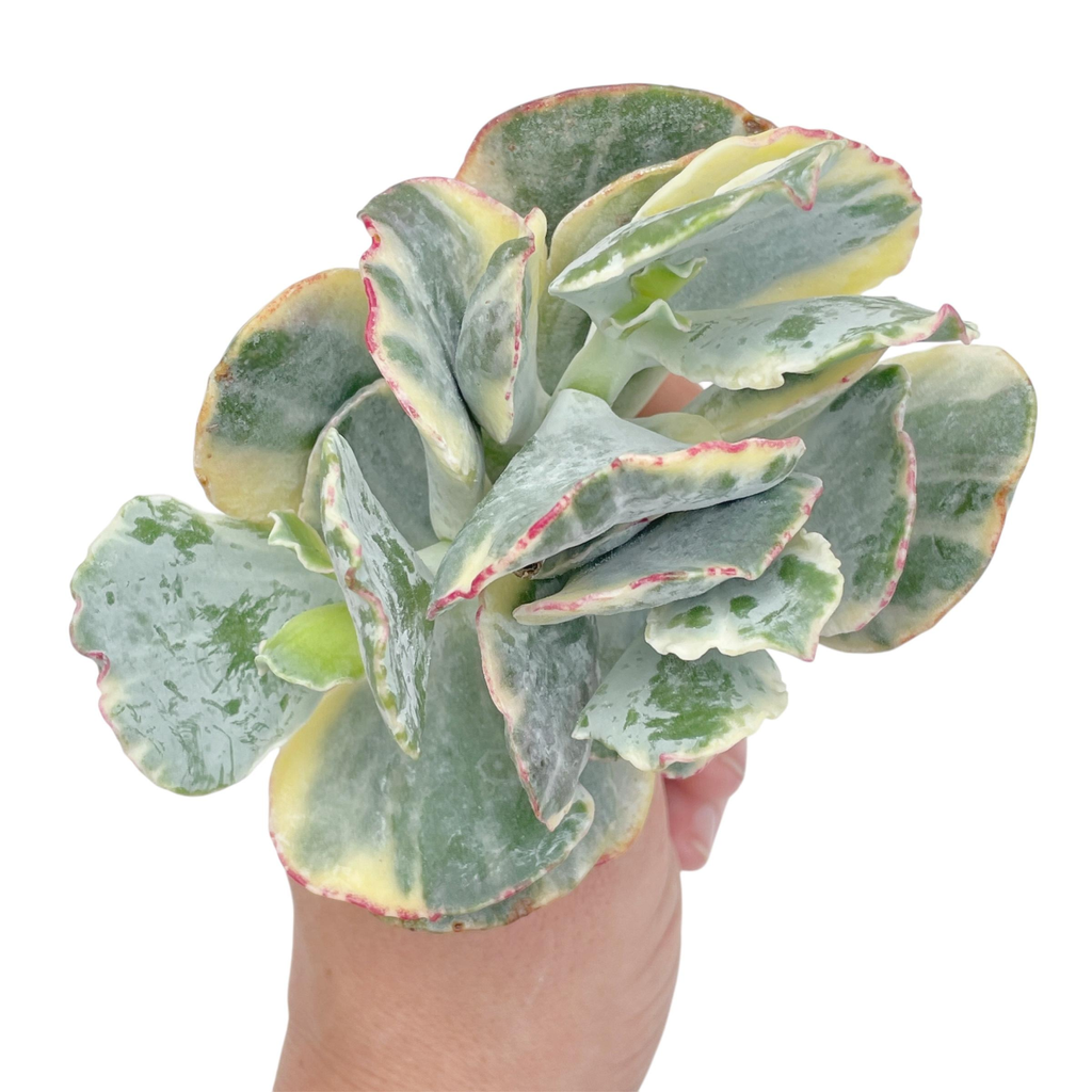 Cotyledon Undulata f. Variegata – Cedar Creek Farmhouse