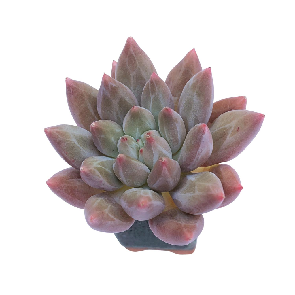 Pachyphytum Angel Fingers – Cedar Creek Farmhouse