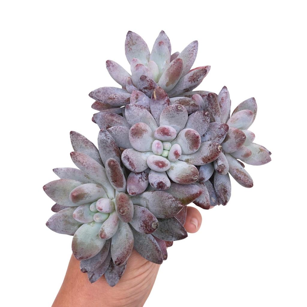 Pachyveria Angel Fingers White, Huge Specimen, Rare Form) – Cedar Creek ...