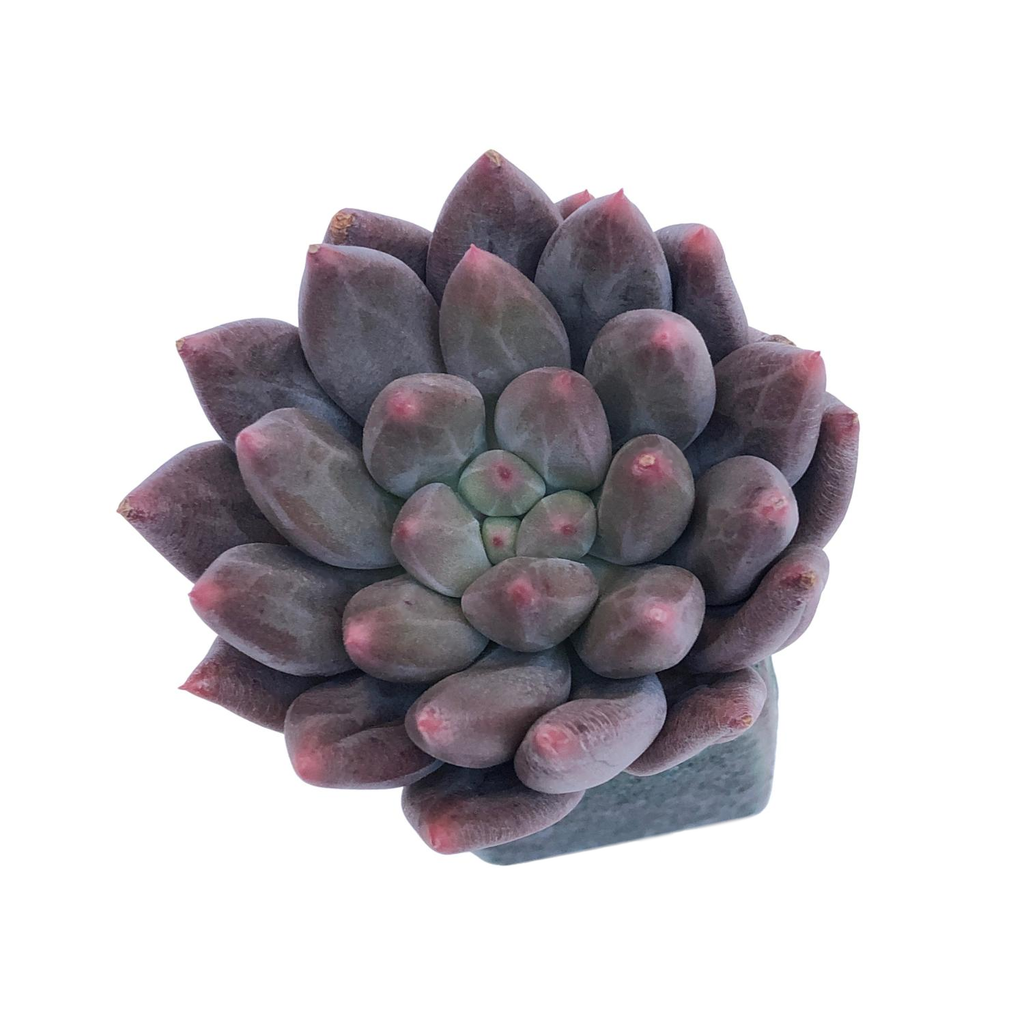 Echeveria Angel Fingers Hybrid – Cedar Creek Farmhouse