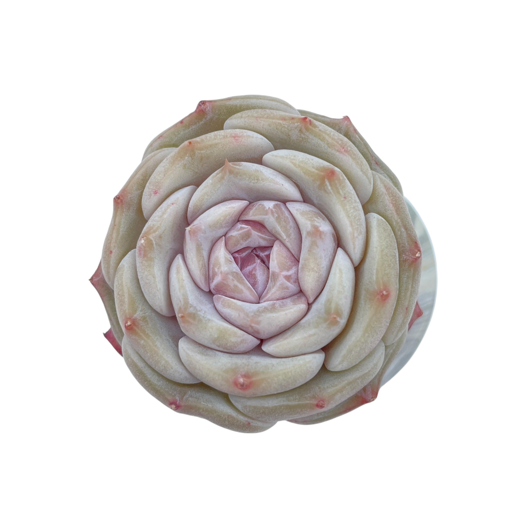 LAST CHANCE! Echeveria Icy Jelly – Cedar Creek Farmhouse