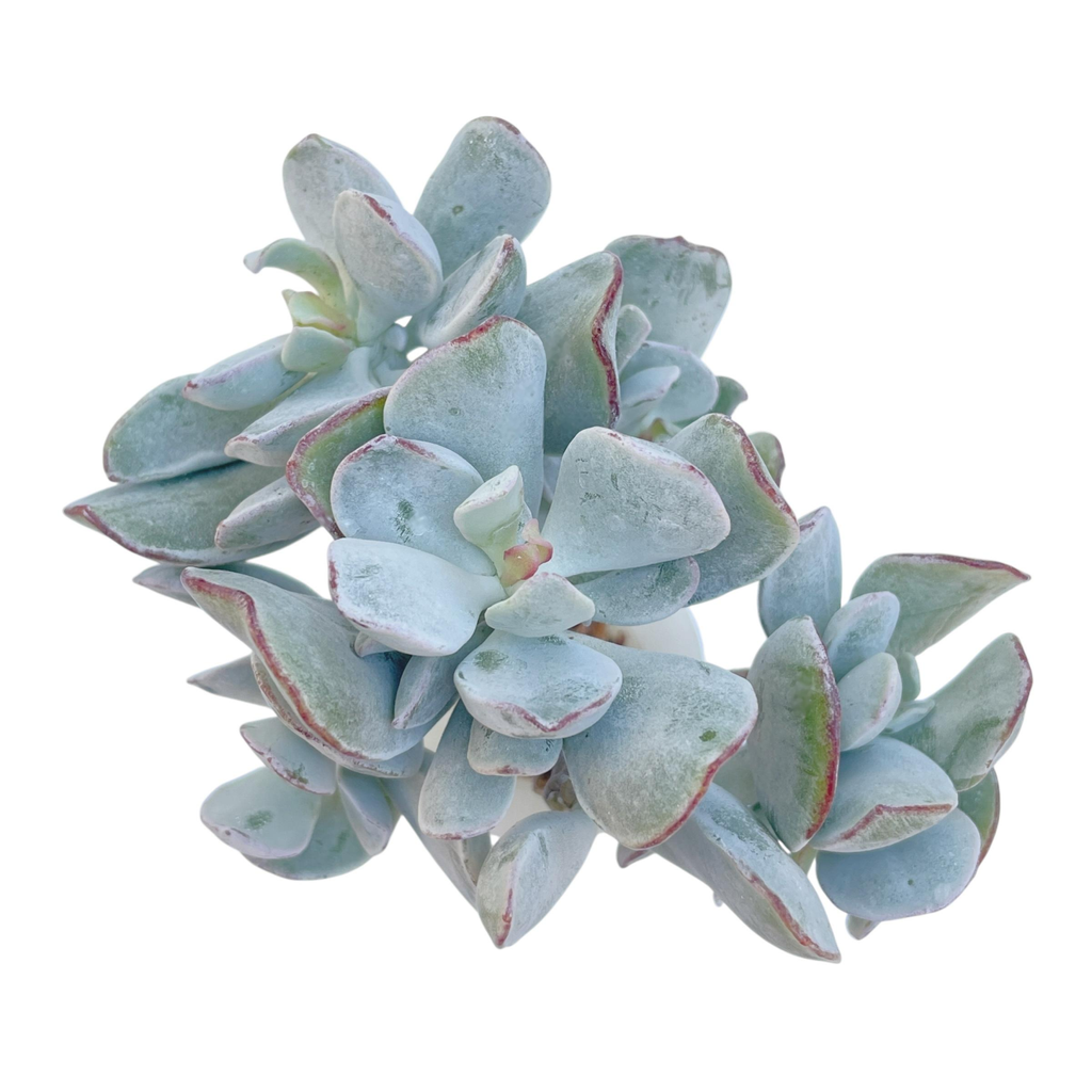 Cotyledon White Angel, Cluster – Cedar Creek Farmhouse