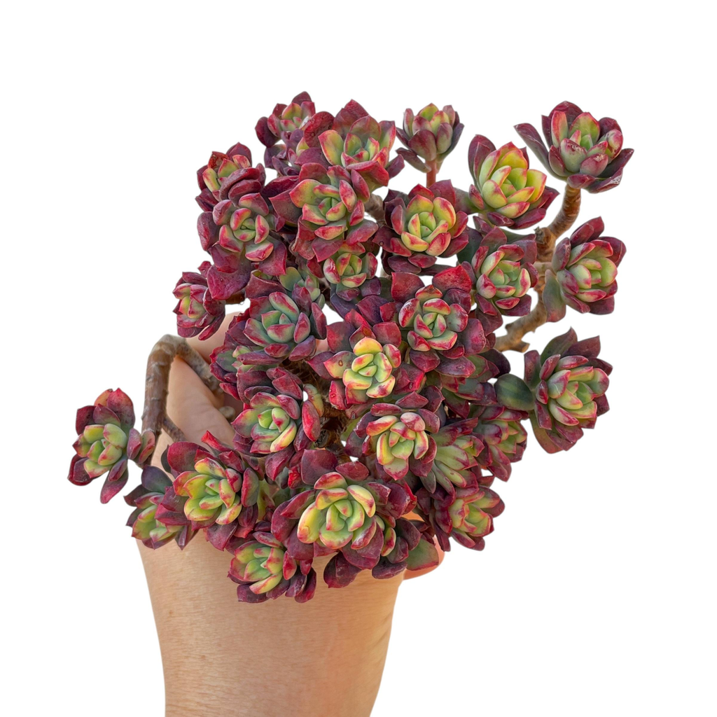Echeveria Mini Belle, Variegata (Old Stem Cluster) – Cedar Creek Farmhouse